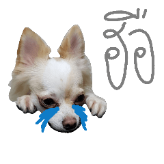 Toby the chi 2 - LINE スタンプ | LINE STORE
