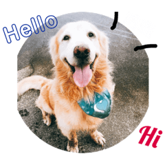 Mountain Dog & Oreo Cat – LINE stickers | LINE STORE