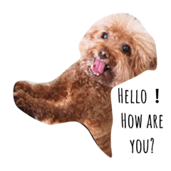 Ni Q - Stiker LINE | LINE STORE