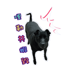 Niu Niu -2 – LINE stickers | LINE STORE