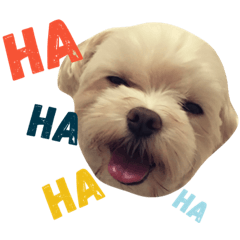 Bolu&Daimond – LINE stickers | LINE STORE