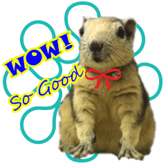 KOKO Yo What's up Squirrel . | Yabe-LINE貼圖代購 | 台灣No.1，最便宜高效率的代購網