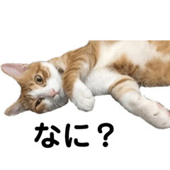 a cute and fat orange cat – LINE stickers | LINE STORE