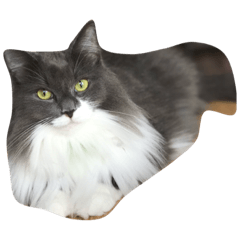 Mari Neko - Stiker LINE | LINE STORE