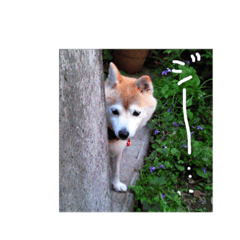 momotan SHIBA1 - Stiker LINE | LINE STORE