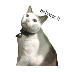 UAN - 1 – LINE stickers | LINE STORE