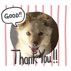 pinky with pyonko – LINE stickers | LINE STORE