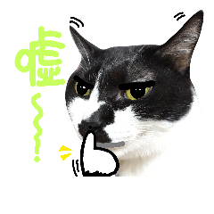 New mue & Tonv cat family - LINE スタンプ | LINE STORE