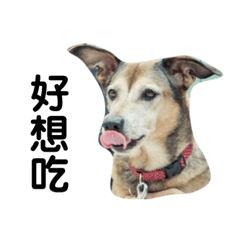 I'm wan bow bow. – Stickers LINE | LINE STORE