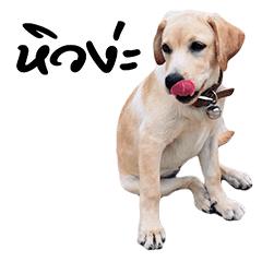 Lucky Labrador Dog – LINE stickers | LINE STORE