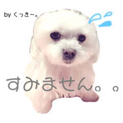 Maltese Cooky - Stiker LINE | LINE STORE