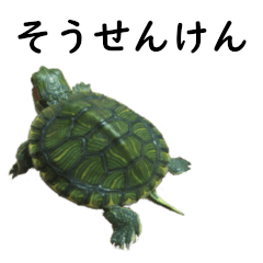 Red-eared slider - Stiker LINE | LINE STORE