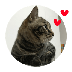 Dan Bao – LINE stickers | LINE STORE