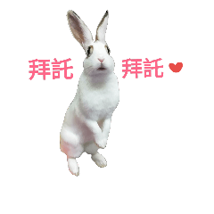 Rabbit Pocky - Stiker LINE | LINE STORE