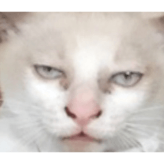 tama meme – LINE stickers | LINE STORE