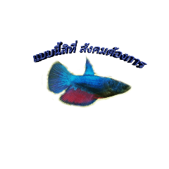 Fighting fish8 – LINE stickers | LINE STORE