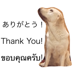 Labrador Lily – LINE stickers | LINE STORE