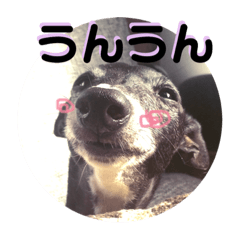 The good listener Dog | Yabe-LINE貼圖代購 | 台灣No.1，最便宜高效率的代購網