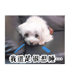 Kiki do you love me – LINE stickers | LINE STORE