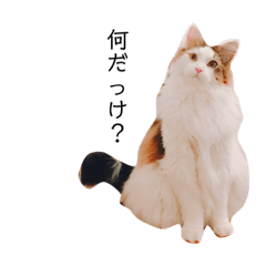 tocotoco_20180929000037 – LINE stickers | LINE STORE