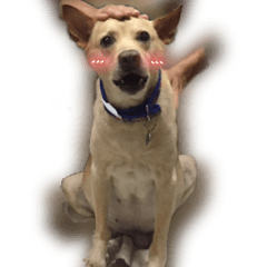 momo dog two – LINE stickers | LINE STORE