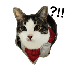 Hugo the cat - LINE スタンプ | LINE STORE