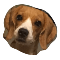 Monae the begle of Meen – LINE stickers | LINE STORE