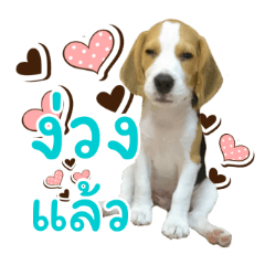 KURT IS BEAGLE – LINE stickers | LINE STORE