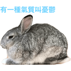 USAGI-Yuan – LINE stickers | LINE STORE