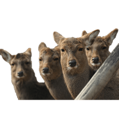 So Crazy Stickers 1 – LINE stickers | LINE STORE