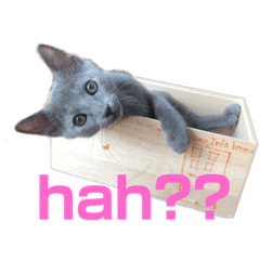 kaz the big cat_20181214135831 – Stickers LINE | LINE STORE