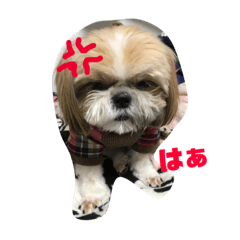 sae_20181217214739 – Stickers LINE | LINE STORE