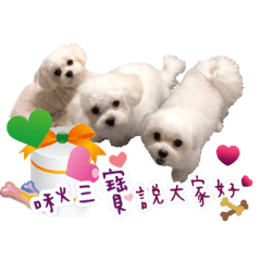 Shan Shan_20181219214513 - LINE スタンプ | LINE STORE