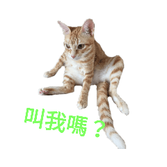 Awkward Cat.. – Stickers LINE | LINE STORE