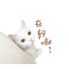 white cat Gabee - Stiker LINE | LINE STORE