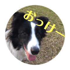 shiho_20181231020130 – LINE stickers | LINE STORE