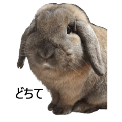 Daily Rabbits Sticker – LINE貼圖 | LINE STORE