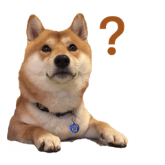 New New the Shiba Inu - Stiker LINE | LINE STORE