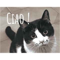 Boo (the bilingual cat) - LINE スタンプ | LINE STORE