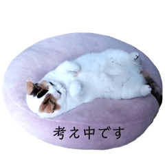 pretty 4cats – LINE stickers | LINE STORE