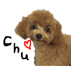 My lovely dog Chachamaru.(poodle) – LINE stickers | LINE STORE