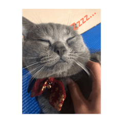 Abo-2 – LINE stickers | LINE STORE