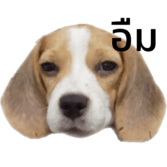 kati Mali beagles – LINE stickers | LINE STORE