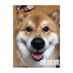 didi order2 – LINE stickers | LINE STORE