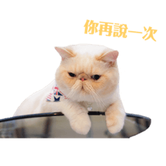 Hi Pan – LINE stickers | LINE STORE