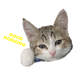 Little guy cat - Stiker LINE | LINE STORE