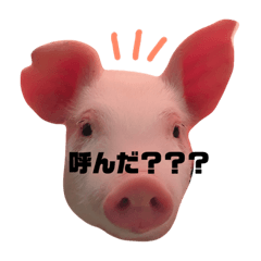 Real Pigs – LINE stickers | LINE STORE