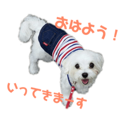 so cute Maltese – LINE stickers | LINE STORE