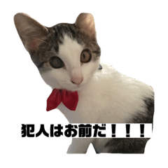 Shinbo_20190318003259 - Stiker LINE | LINE STORE