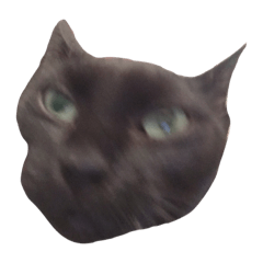 cute cat yay – LINE stickers | LINE STORE